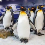 SEA LIFE Kelly Tarlton's General Admission - Who Will Love This Tour?