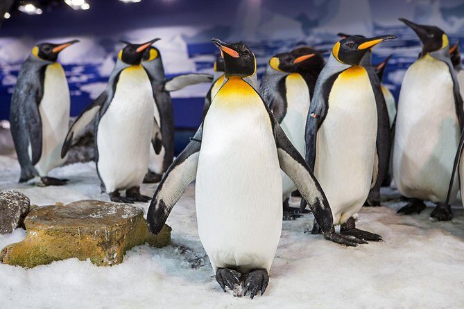 SEA LIFE Kelly Tarlton's General Admission - Who Will Love This Tour?