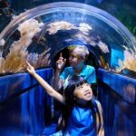 SEA LIFE Melbourne Aquarium Admission Ticket - Who Should Visit SEA LIFE Melbourne Aquarium?