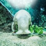 SEA LIFE Sydney Aquarium Entry Ticket - Authentic Perspectives from Visitors