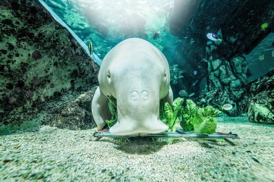 SEA LIFE Sydney Aquarium Entry Ticket - Authentic Perspectives from Visitors
