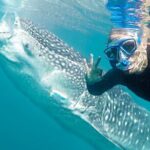 Sea of Cortez Combo: Whale Sharks, Sea Lions & Balandra Beach - Why This Tour Works Well for Travelers