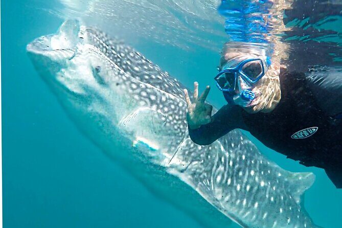 Sea of Cortez Combo: Whale Sharks, Sea Lions & Balandra Beach - Why This Tour Works Well for Travelers