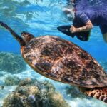 Sea Scooter Jet snorkeling "Moorea Reef Adventure" - Practical Information