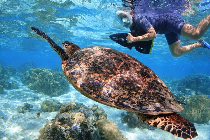 Sea Scooter Jet snorkeling "Moorea Reef Adventure" - Practical Information