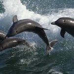Sea Screamer Clearwater's Only Speed Boat Dolphin Watching - Dolphin Sighting Guarantee and Crew Expertise
