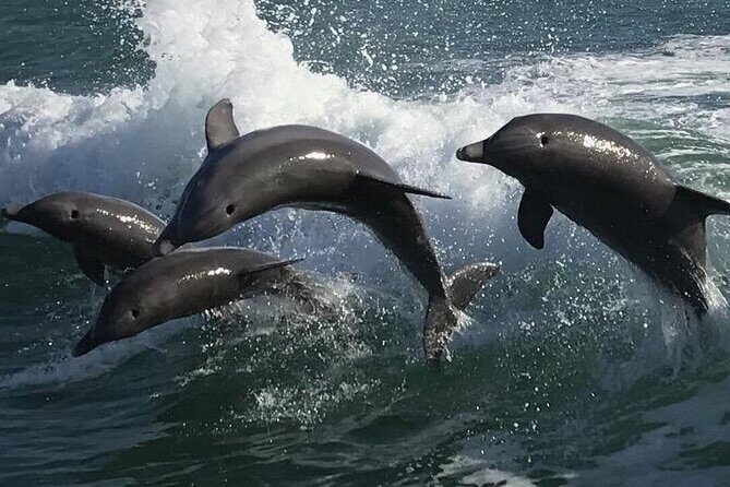 Sea Screamer Clearwater's Only Speed Boat Dolphin Watching - Dolphin Sighting Guarantee and Crew Expertise