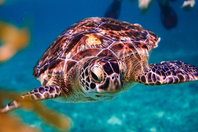 Sea turtle and cenotes half day Snorkeling Tour from Riviera Maya - FAQ