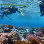 Sea turtle snorkel at Kerama Islands and Zamami Island - Who Will Love This Tour?
