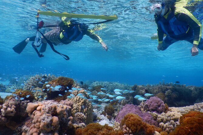 Sea turtle snorkel at Kerama Islands and Zamami Island - Who Will Love This Tour?