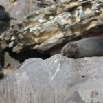 Seal & Dolphin Adventure - Considerations and Practical Tips