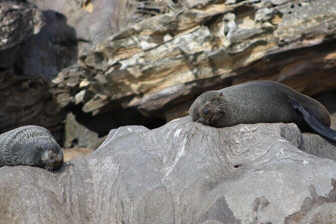 Seal & Dolphin Adventure - Considerations and Practical Tips