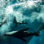 Seal Experience at Melbourne Zoo - excl. entry - Practical Details and Tips for Travelers