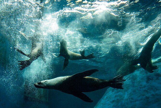 Seal Experience at Melbourne Zoo - excl. entry - Practical Details and Tips for Travelers