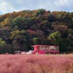 Seasonal Pocheon Full Day Tour with Apple Farm Experience - The Value of the Experience