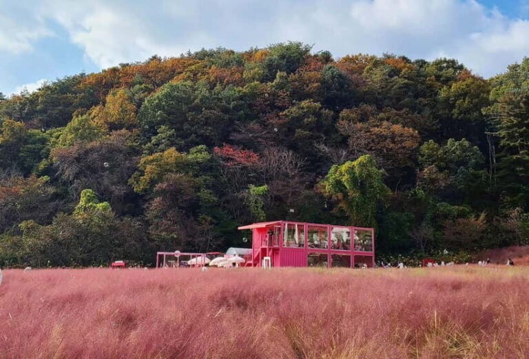 Seasonal Pocheon Full Day Tour with Apple Farm Experience - The Value of the Experience