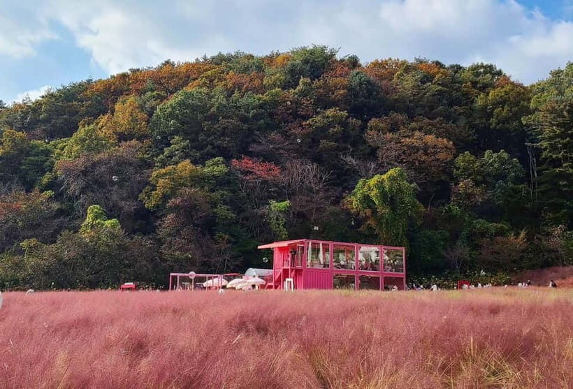 Seasonal Pocheon Full Day Tour with Apple Farm Experience - The Value of the Experience