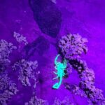 Sedona Night Hike and Stargazing - Deep Dive into Details and Value