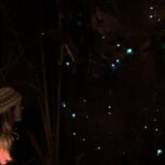 See Auckland's Secret Glow Worms - What Makes the Experience Special?
