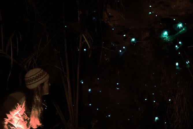 See Auckland's Secret Glow Worms - What Makes the Experience Special?