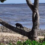 See Hear and Experience Full Island tour - Final Thoughts: Is It Worth It?