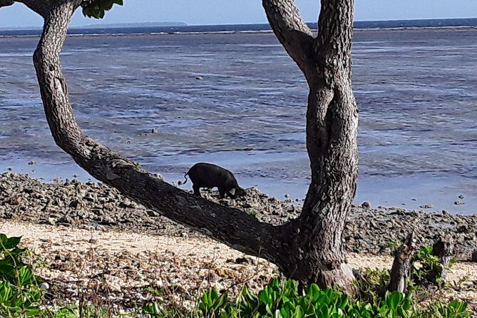 See Hear and Experience Full Island tour - Final Thoughts: Is It Worth It?