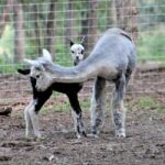 Seguin: Alpaca Experience and Adventure Tour - An In-Depth Look at the Tour Experience