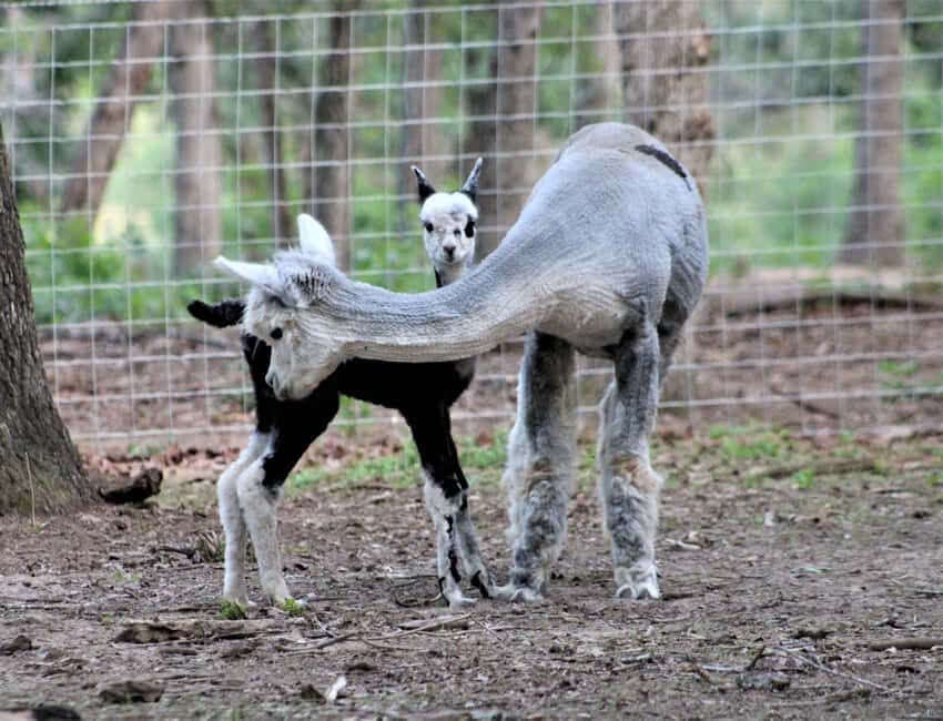 Seguin: Alpaca Experience and Adventure Tour - An In-Depth Look at the Tour Experience
