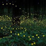Sekinchan Paddy Field, Fishing Village & Kuala Selangor Fireflies Tour - Who Will Love This Tour?