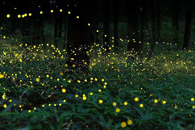 Sekinchan Paddy Field, Fishing Village & Kuala Selangor Fireflies Tour - Who Will Love This Tour?