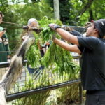 Selangor: Zoo Negara E-Ticket - Authentic Visitor Experiences