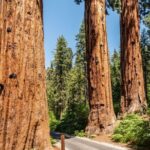 Self-Guided Audio Driving Tour in Sequoia and Kings Canyon - Who Is This Tour Best For?