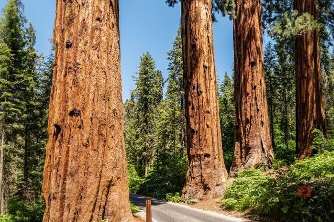 Self-Guided Audio Driving Tour in Sequoia and Kings Canyon - Who Is This Tour Best For?