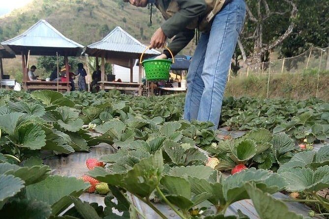 Sembalun Package.. (Special Rice Terrace View) - Final Impression