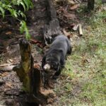 Semenggok Wildlife Centre - The Overall Experience: Pros and Cons