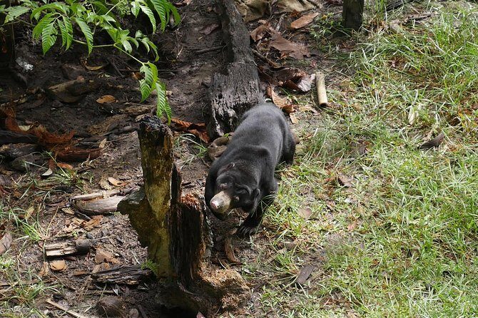 Semenggok Wildlife Centre - The Overall Experience: Pros and Cons