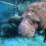 Semi Private Manatee Swim Tour - Who Will Love This Tour?