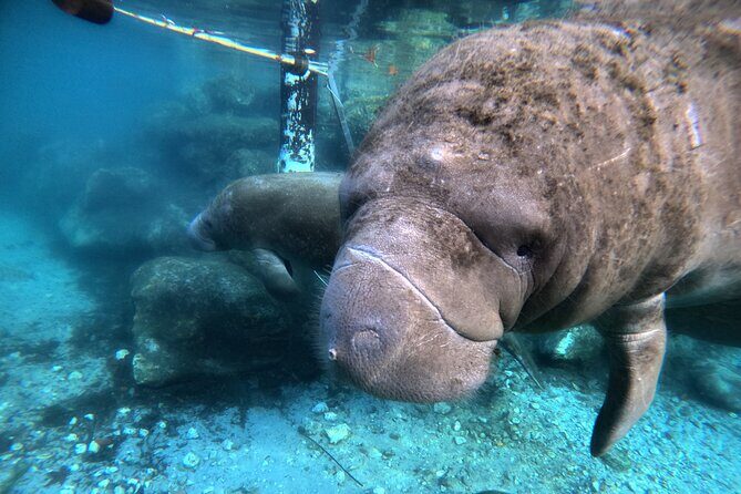 Semi Private Manatee Swim Tour - Who Will Love This Tour?