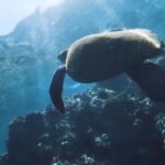 Semi -Private Snorkel Escursions in Lahaina, Maui - What to Expect from the Lahaina Snorkeling Adventure