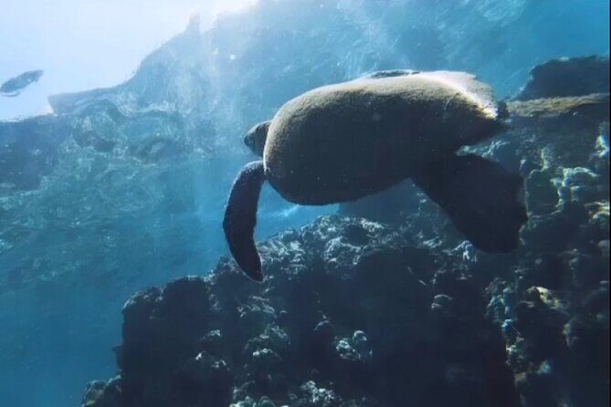 Semi -Private Snorkel Escursions in Lahaina, Maui - What to Expect from the Lahaina Snorkeling Adventure