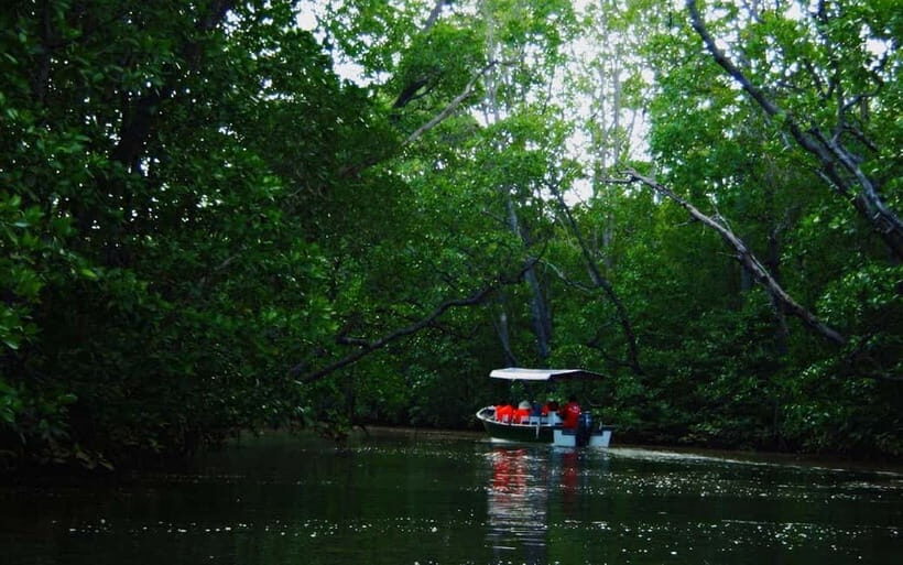 Semporna: Proboscis Monkey & Firefly Cruise with Dinner - A Complete Breakdown of the Tour Experience