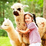 Seoul: Alpaca/Nami/Garden of Morning Calm Tour (+Rail Bike) - Nami Island: A Romantic Getaway