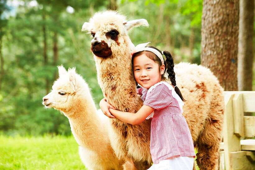 Seoul: Alpaca/Nami/Garden of Morning Calm Tour (+Rail Bike) - Nami Island: A Romantic Getaway
