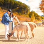Seoul: Alpaca World and Nami Island (with Garden / Railbike) - Who Will Love This Tour?