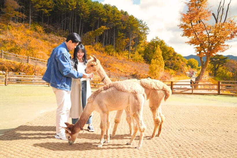 Seoul: Alpaca World and Nami Island (with Garden / Railbike) - Who Will Love This Tour?