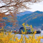 Seoul: Alpaca World & Nami Island (opt. Gangchon Railbike) - Deep Dive into the Experience