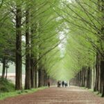 Seoul: Gangwon-do Day Trip with Alpaca World & Nami Island - Overview of the Day Trip Experience