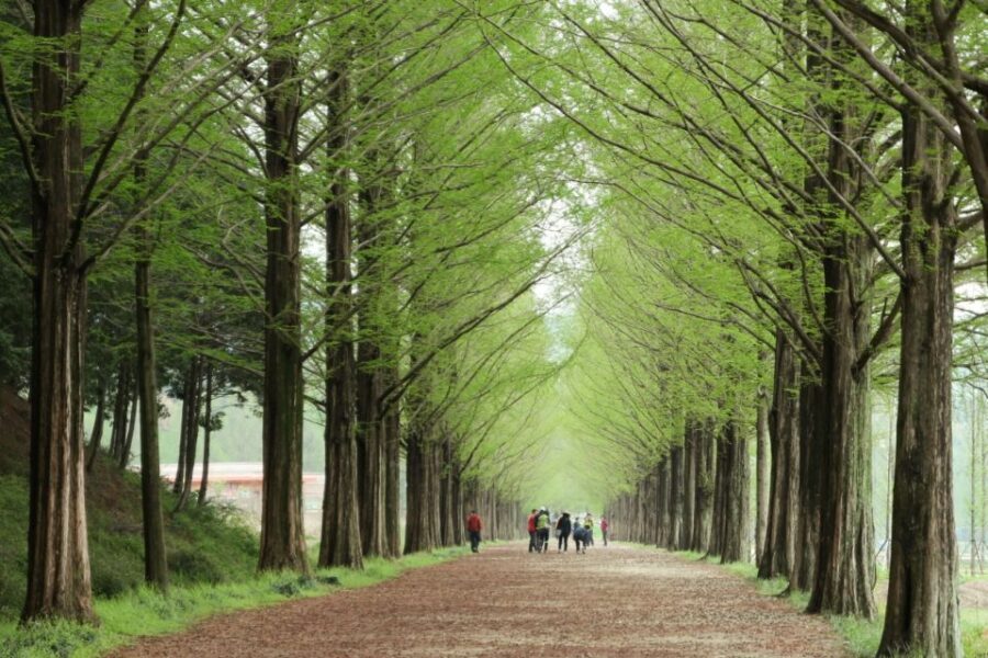 Seoul: Gangwon-do Day Trip with Alpaca World & Nami Island - Overview of the Day Trip Experience