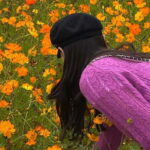 Seoul: Mt. Seorak & Autumn Flower Festival - The Seasonal Flower Festival – A Burst of Autumn Color