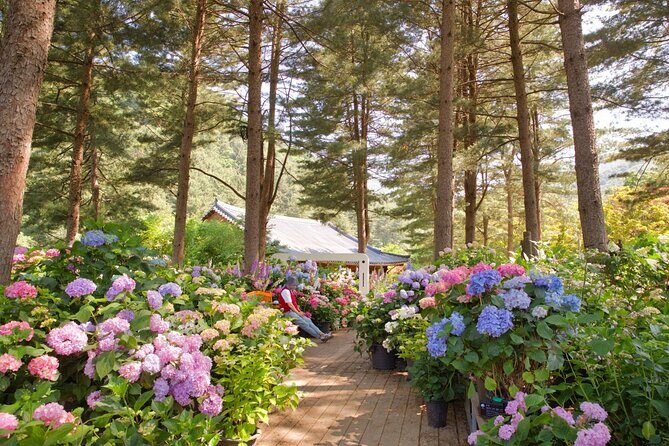 Seoul Vicinity 5 in 1: Nami Island, Garden of Morning Calm & More - What This Tour Means for the Traveler